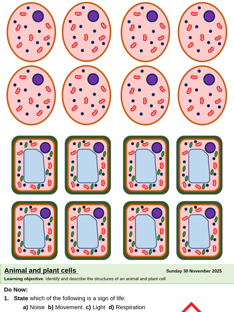 Animal-and-plant-cells | PDF | Cell (Biology) | Cytoplasm