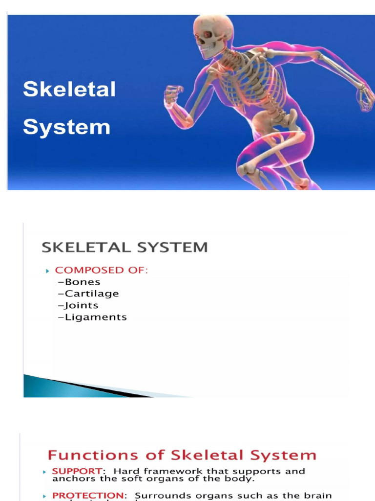 Skeletal System | PDF