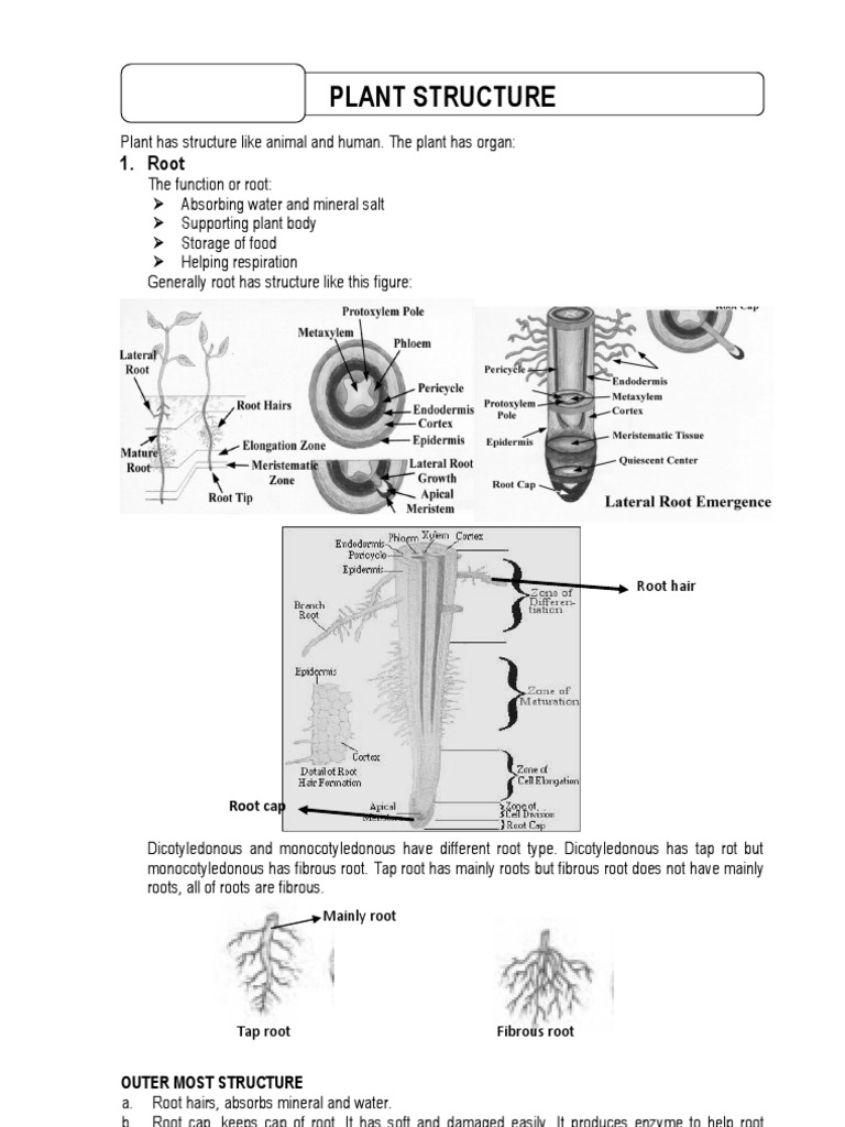 Plant Structure | PDF | Root | Plant Stem