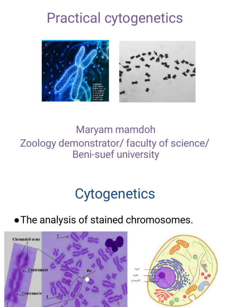 Practical Cytogenetics | PDF | Karyotype | Chromosome