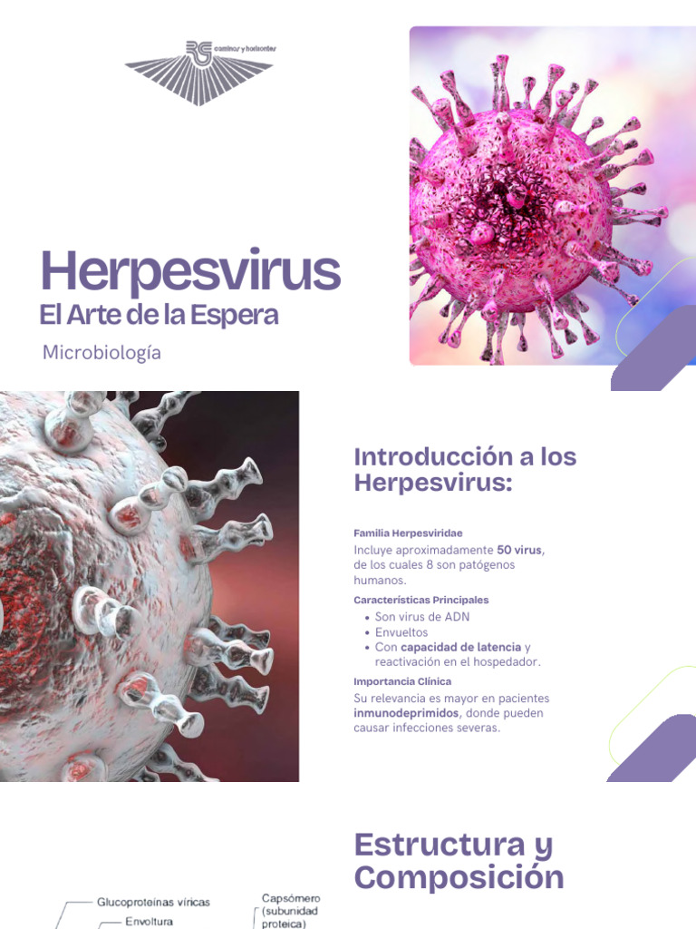 Guía Completa sobre Herpesvirus | PDF | Virus | Microbiología