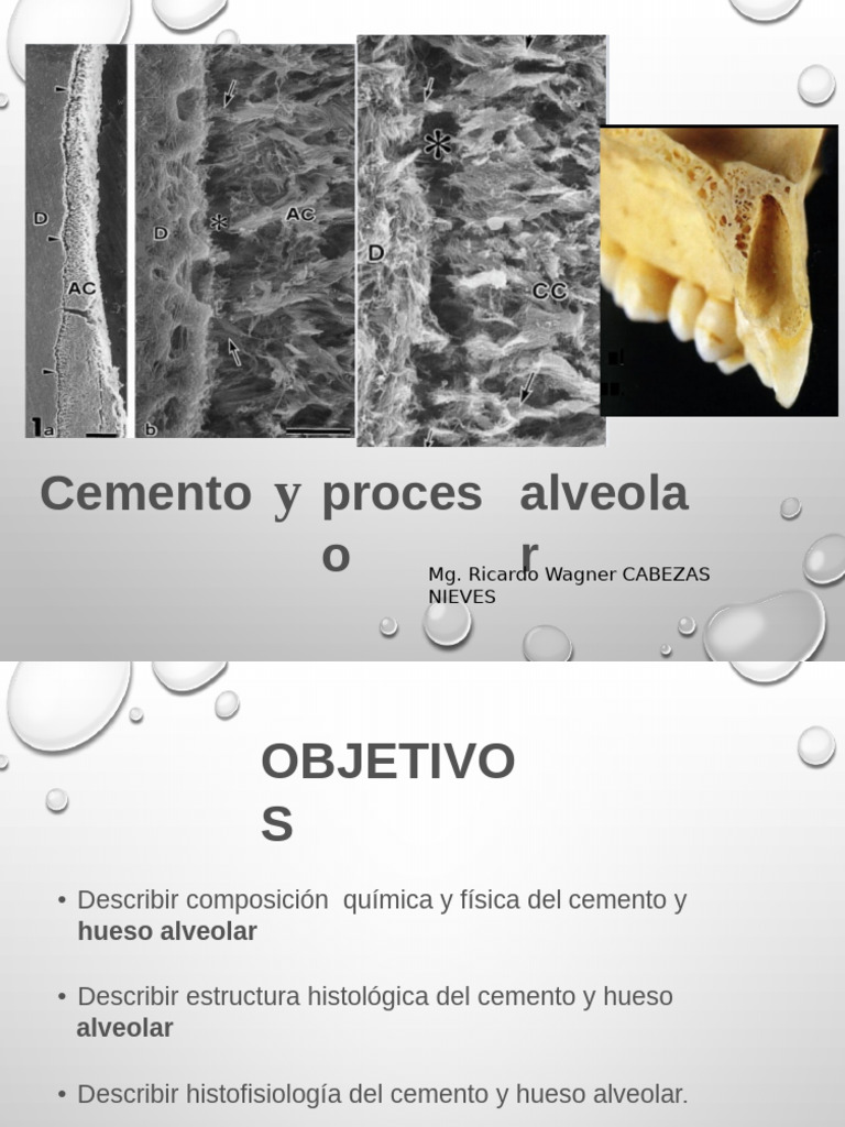 Cemento y Hueso Alveolar | PDF | Hueso | Anatomía