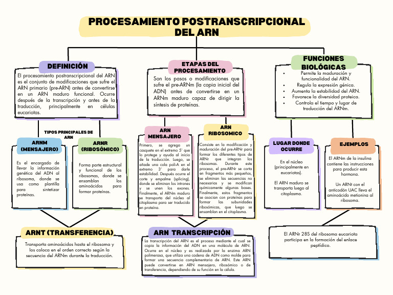 Purple Creative Concept Map Chart_20251109_215109_0000 | PDF | Rna ...