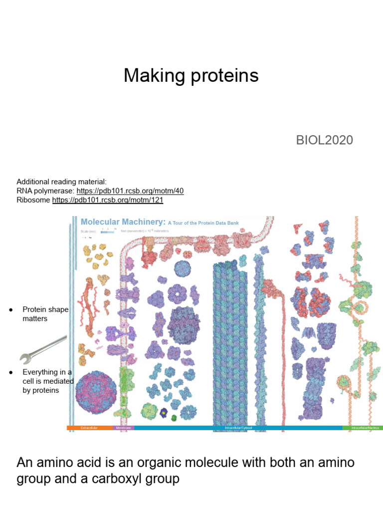 Lecture 1 - Making Proteins | PDF | Rna | Translation (Biology)