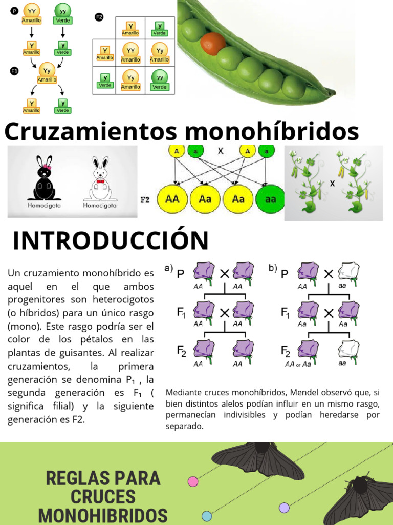 Cruzamientos Monohíbridos | PDF | Dominancia (Genética) | Cigosidad