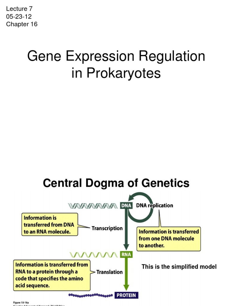 Lecture 7 - Regulation of Gene Expression 05-22-12-1 | PDF | Operon ...