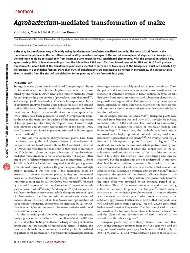 Maize Transformation | PDF