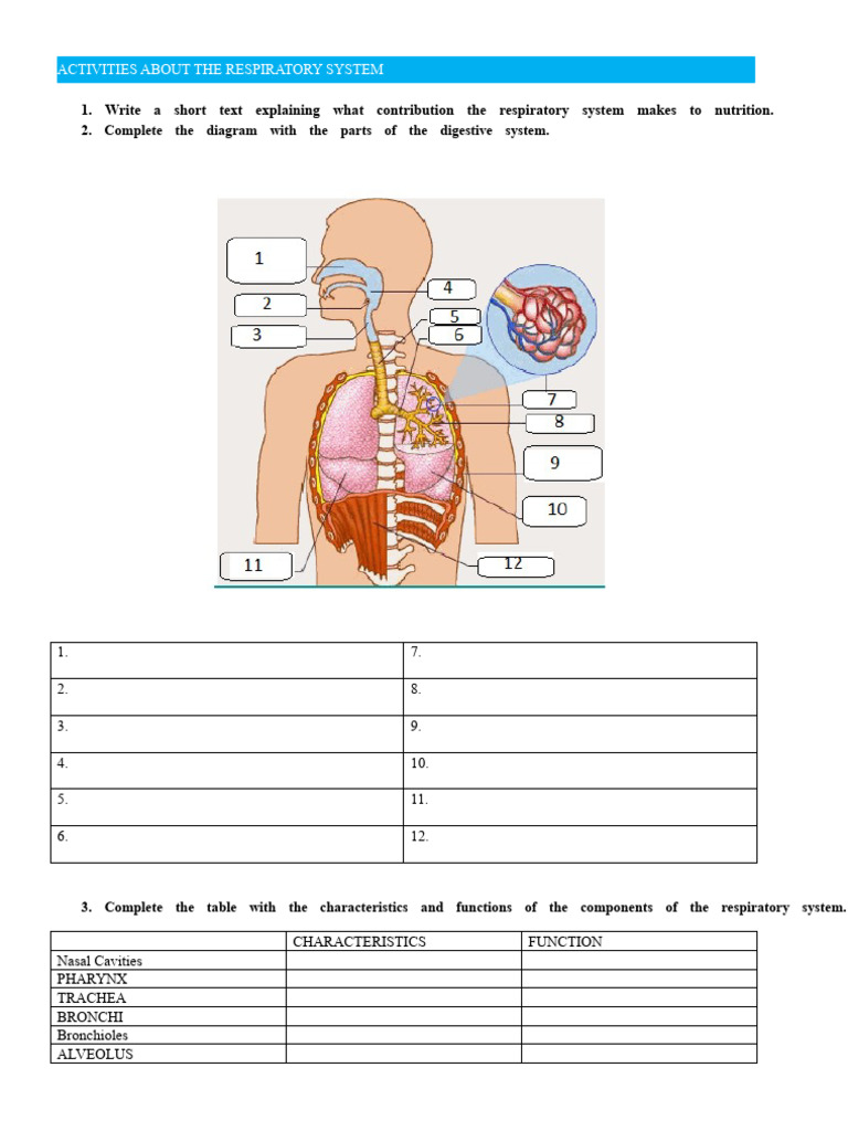 Respiratory System Activities Guide | PDF