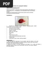 Sheep Kidney Dissection Guide | PDF