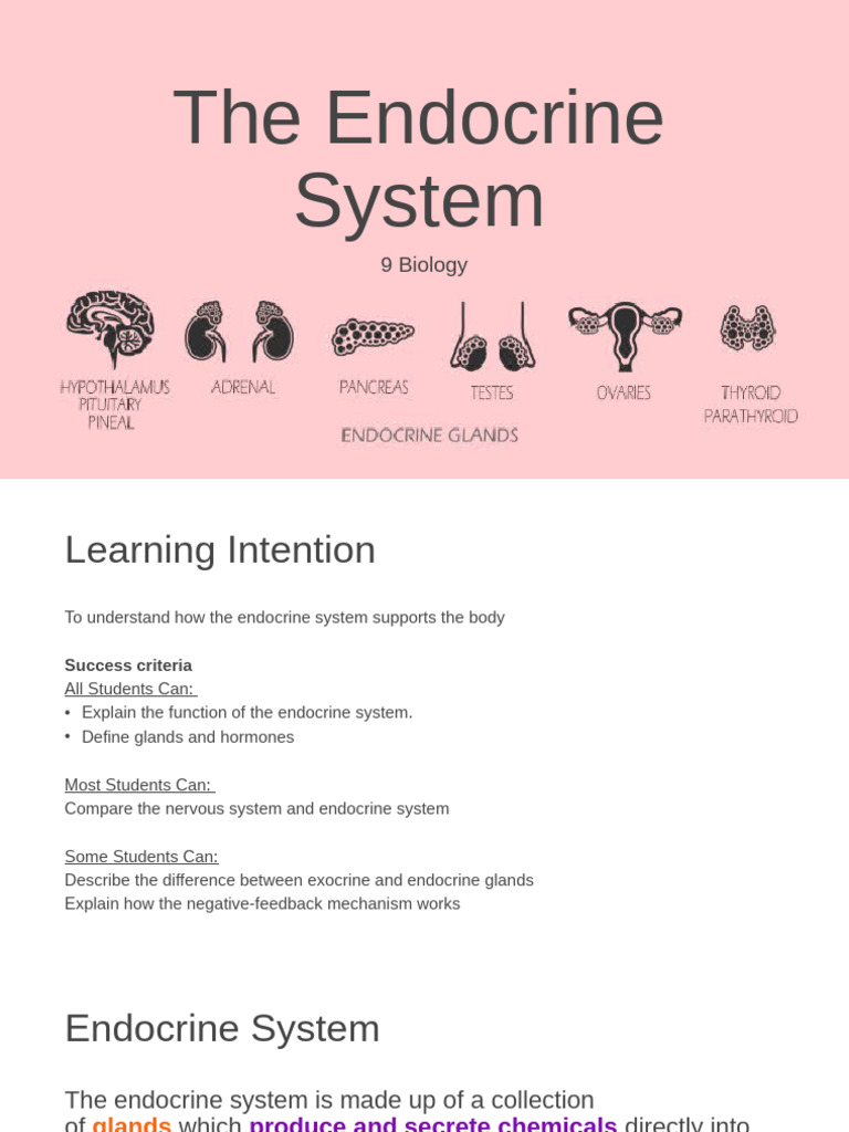 Understanding the Endocrine System | PDF | Hormone | Endocrine System