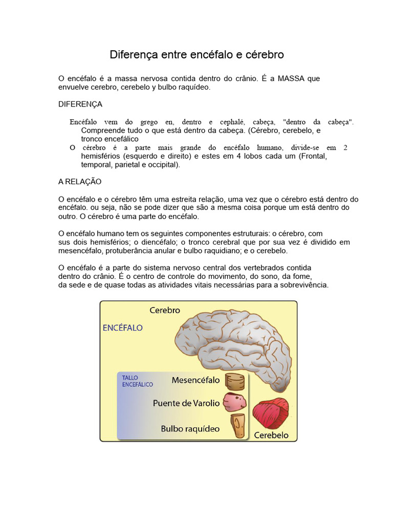 Encéfalo vs Cérebro: Diferenças Claras | PDF | Cérebro | Jesus