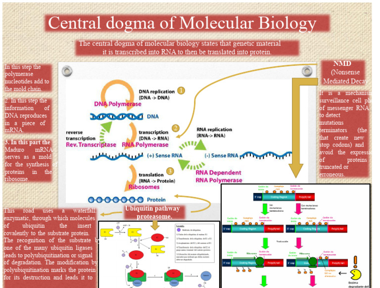Central Dogma Molecular Biology | PDF