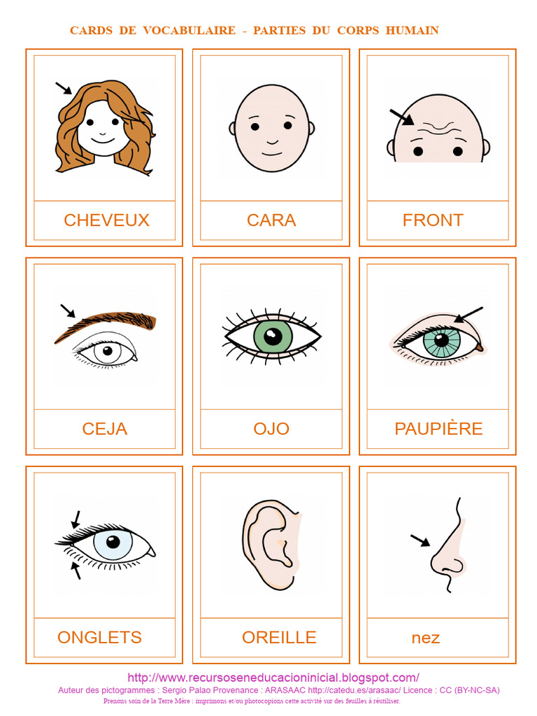 Cartes de vocabulaire : parties du corps | PDF