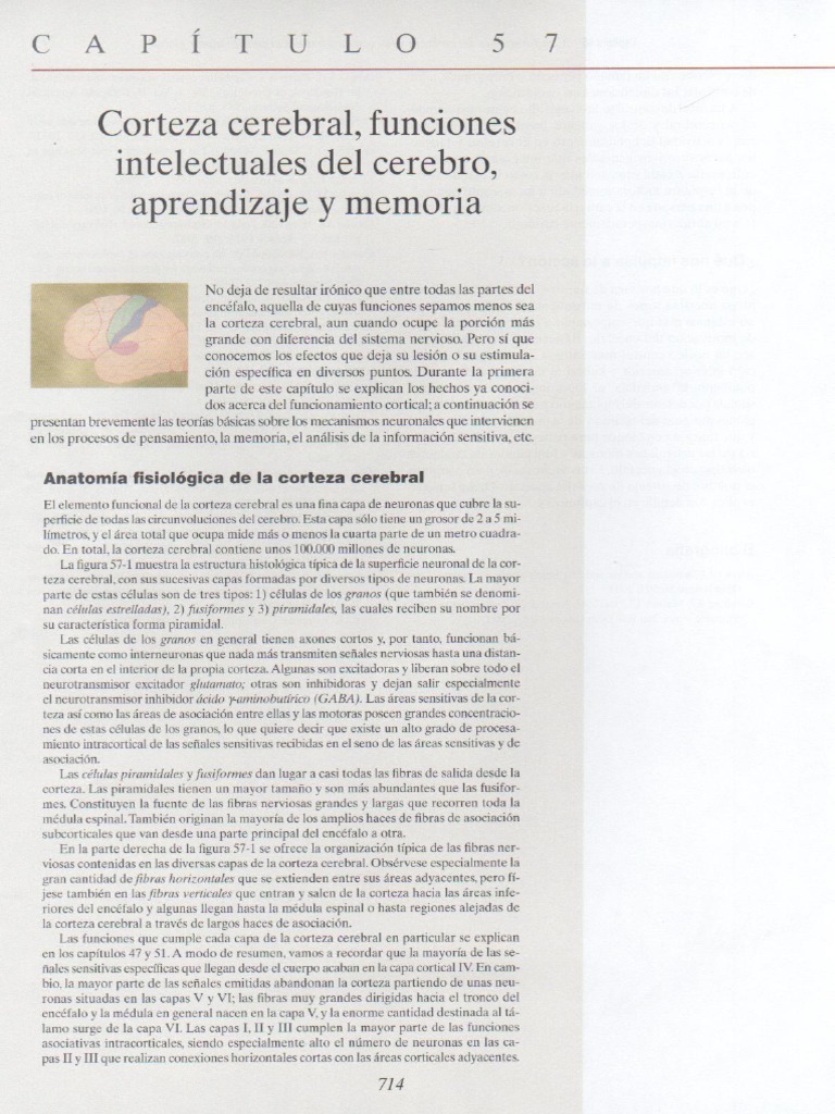 Guyton - Capitulo 57 - Corteza Cerebral | PDF