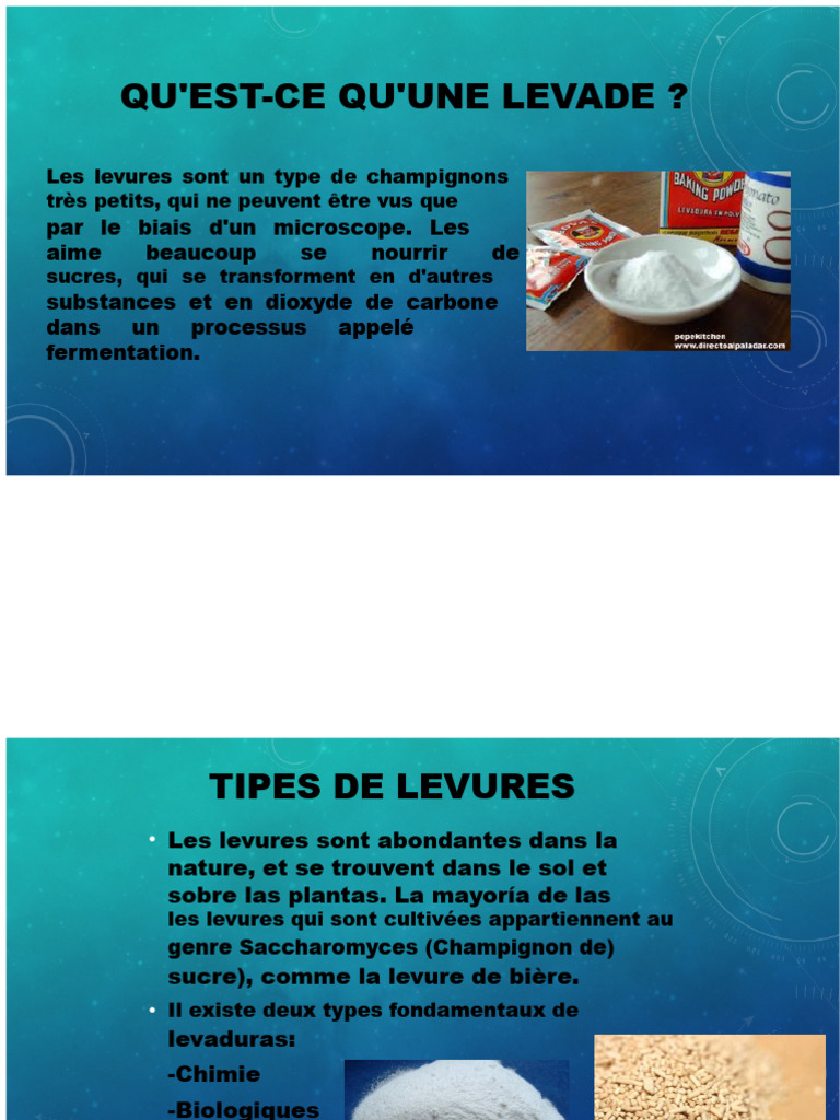 Comprendre les levures et leurs types | PDF | Levure | Cellule (Biologie)
