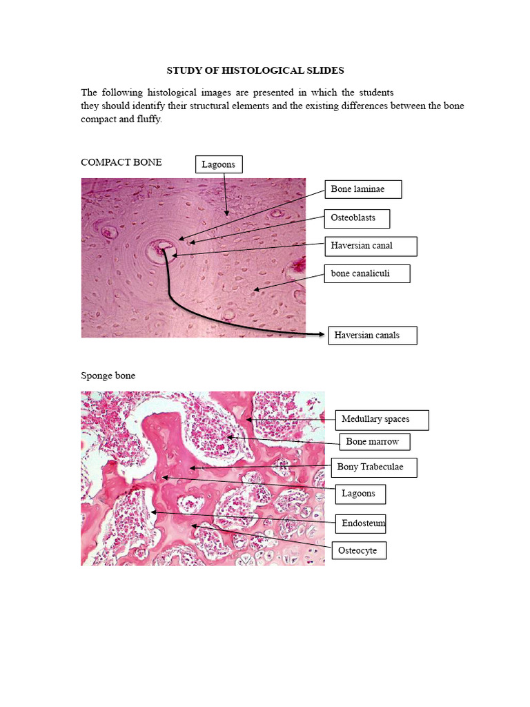 Compact vs. Spongy Bone Analysis | PDF
