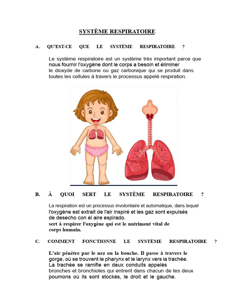 Comprendre le système respiratoire | PDF | Système respiratoire | Poumon