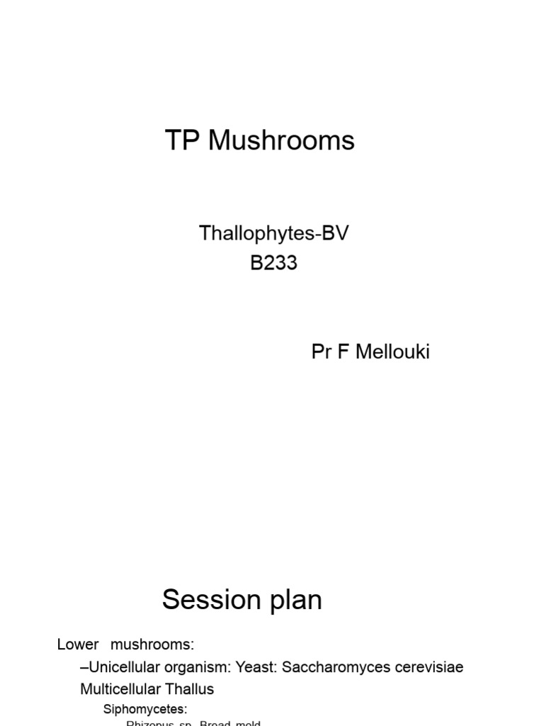TP BV Thallophytes - B233 S3 BCG-PR F Mellouki | PDF | Yeast | Mold