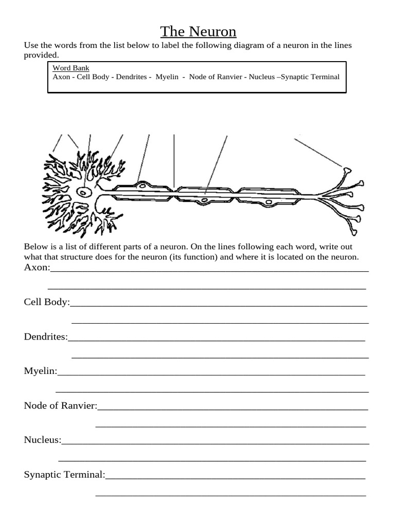 The Neuron Worksheet | PDF