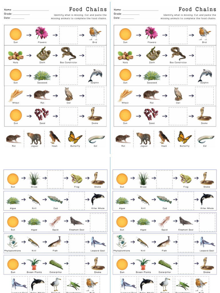 P2 Science Food Chain | PDF