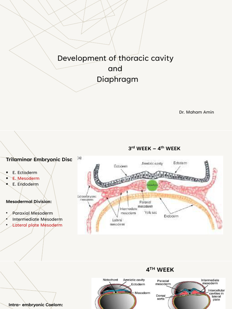 Thoracic Cavity and Diaphragm Development | PDF