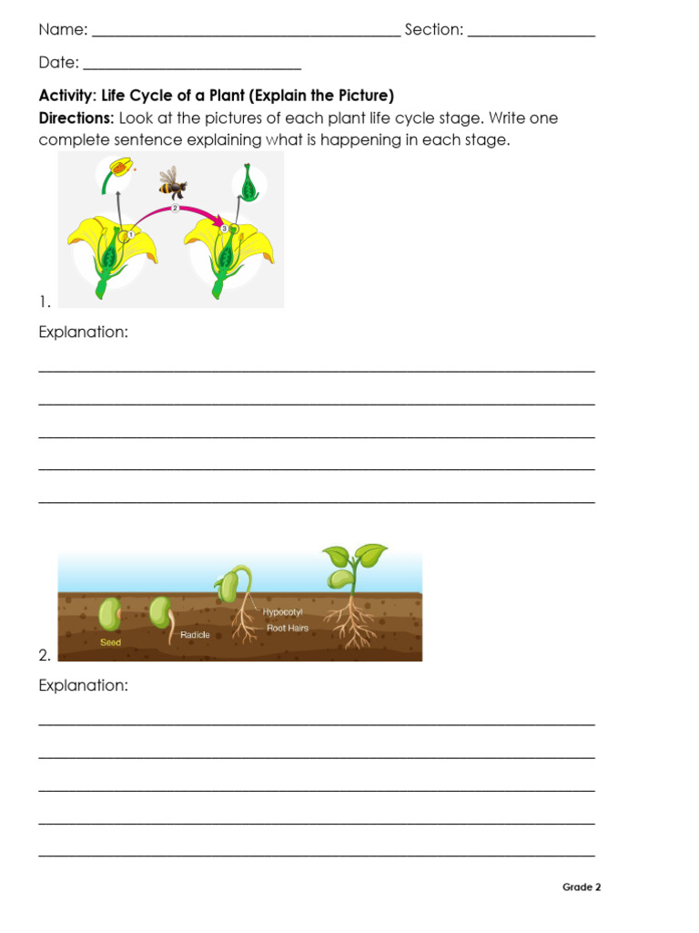 Grade 2 Activity Plant Life Cycle | PDF
