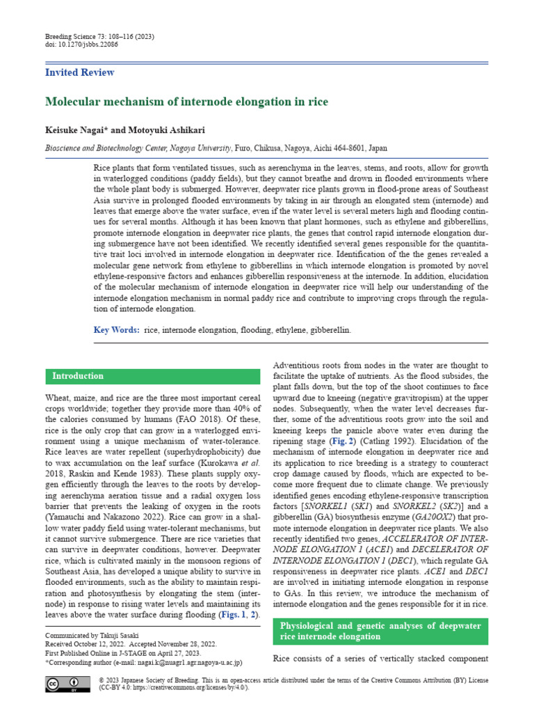Rice Internodal Elongation | PDF | Rice | Gene Expression