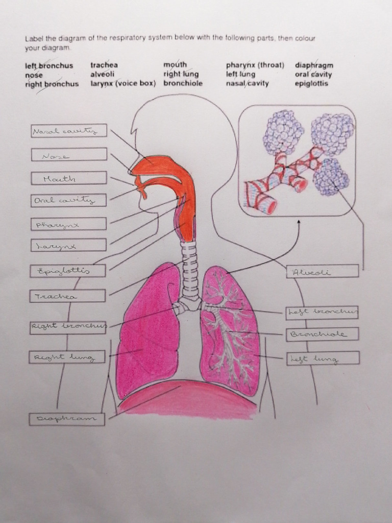 Respiratory. System. Labels | PDF