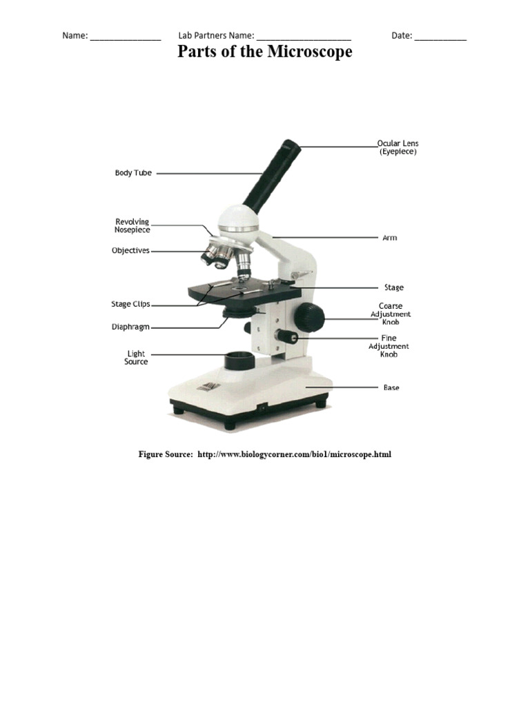 Microscope Specimen Observation Guide | PDF