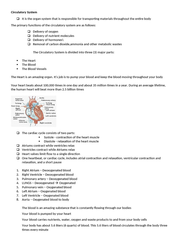 Overview of the Circulatory System | PDF | Artery | Circulatory System