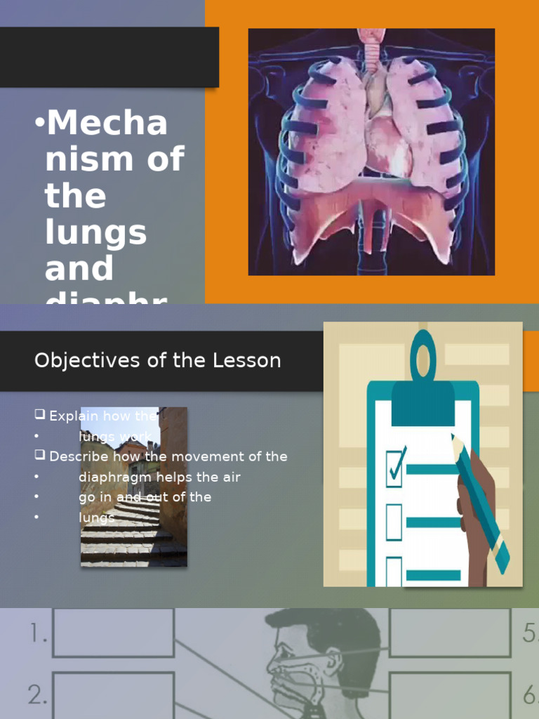 Lungs and Diaphragm Mechanism Explained | PDF