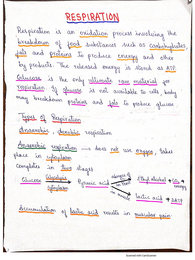 Class 10 Respiration | PDF