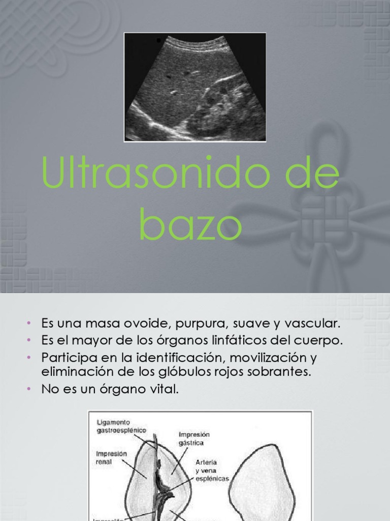 US Bazo | PDF | Bazo | Anatomia animal