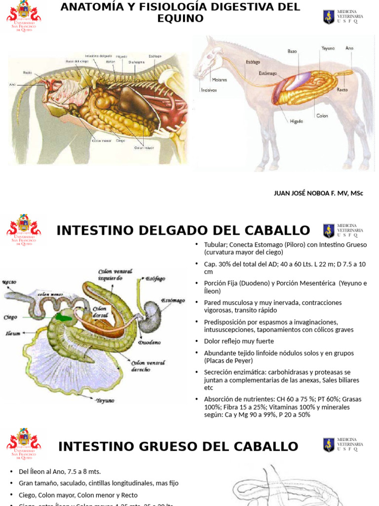 Anatomía y Fisiología Digestiva del Caballo | PDF | Digestión | Tracto ...