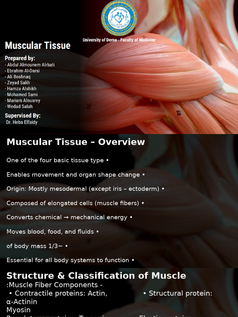 Overview of Muscular Tissue Types | PDF | Skeletal Muscle | Cardiac Muscle