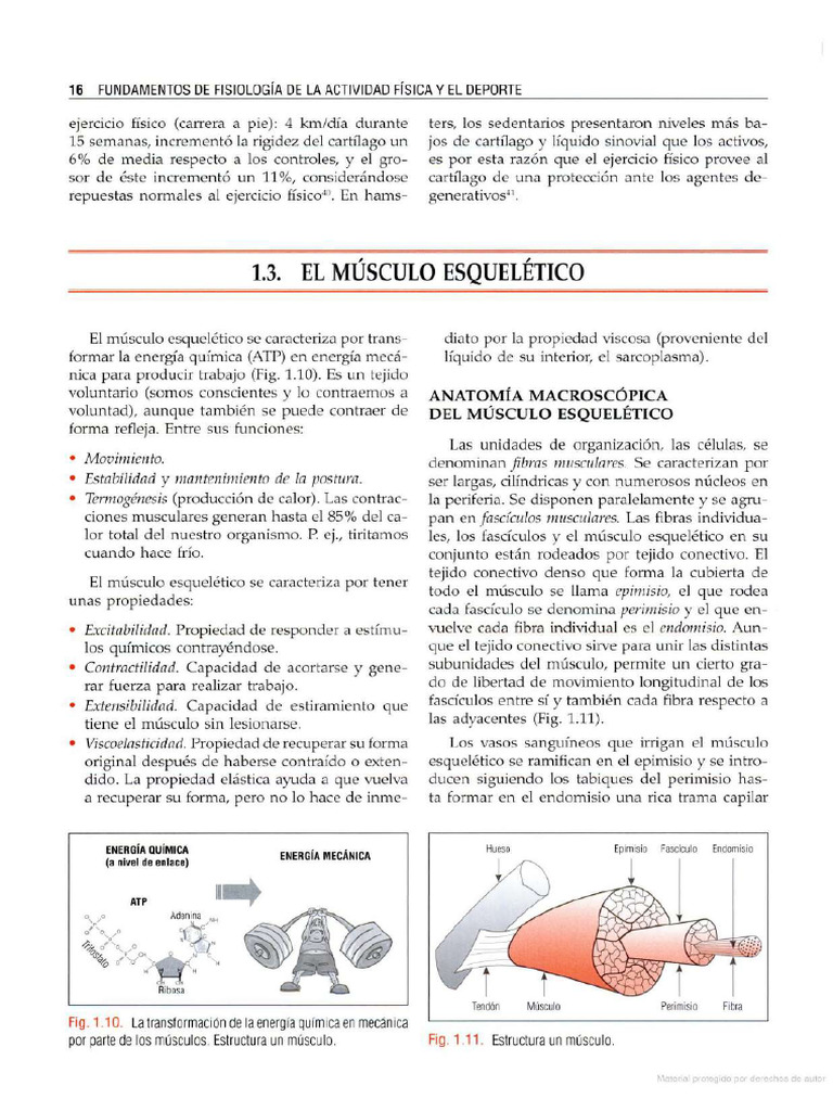 1 Musculo | PDF