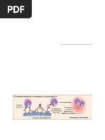 Perfil ENA y detección de autoanticuerpos | PDF | Anticuerpo | Bioquímica
