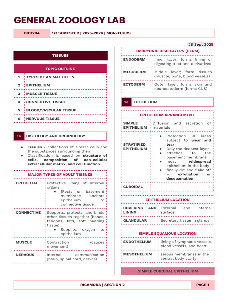 Bio1204 - Gen Zoo Lab Protozoa and Cell Division | PDF | Epithelium ...