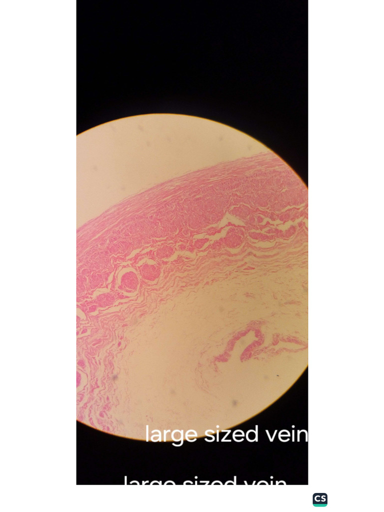 Arteries & Veins Slides | PDF