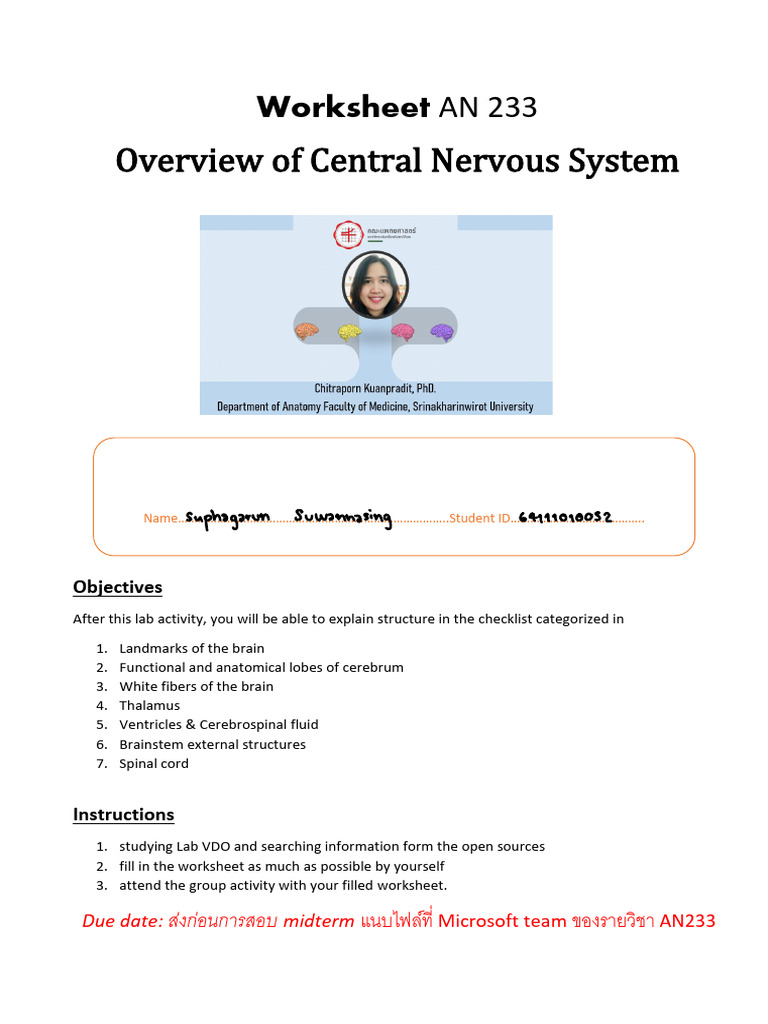 Worksheet AN233-Suphagarun 052 | PDF | Brainstem | Cerebrum