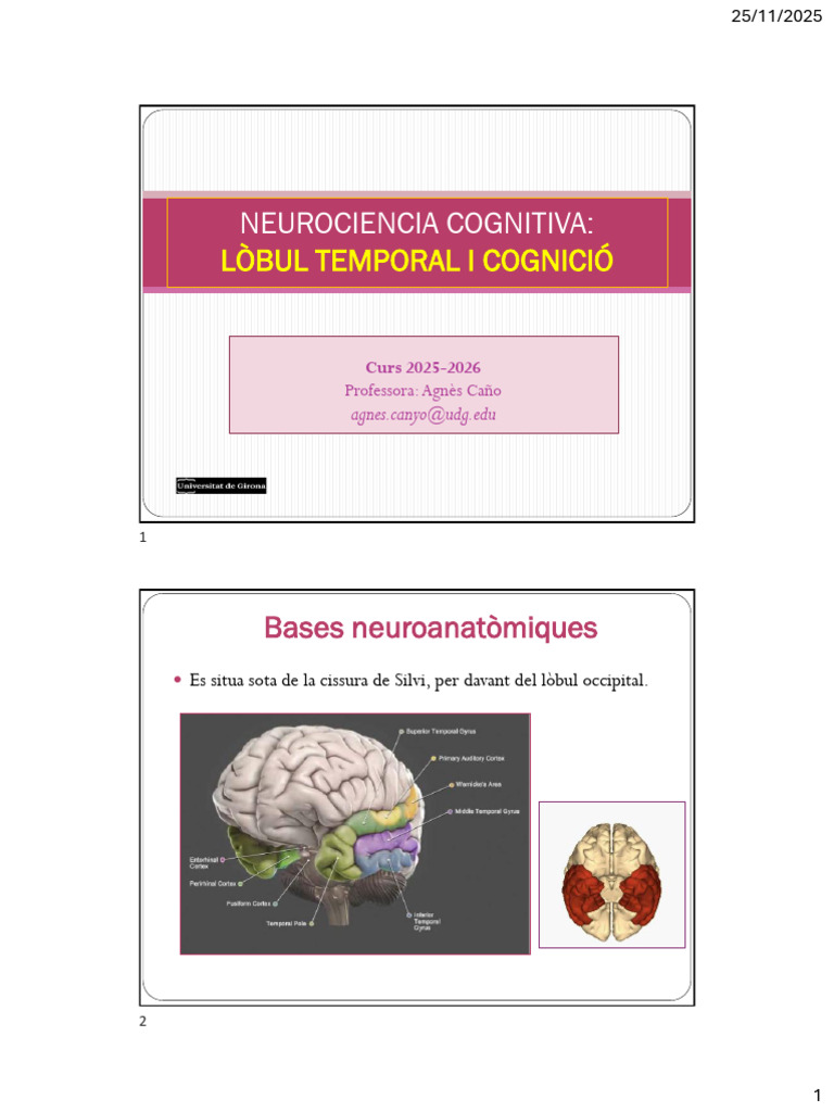 Lòbul Temporal I Cognició | PDF