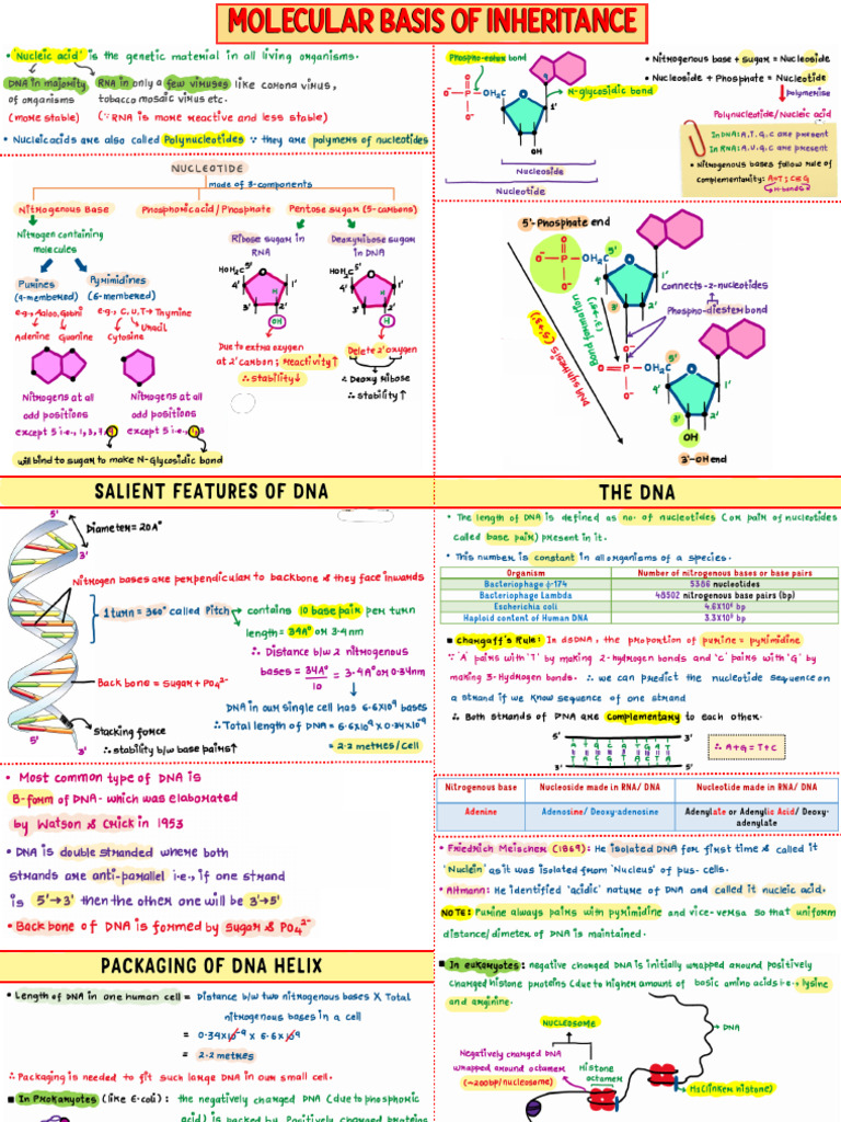 Molecular Basis of Inheritance | PDF