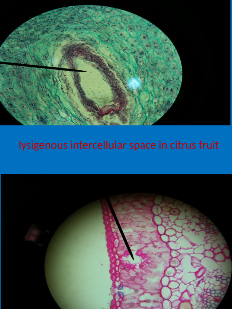 Intercellular Spaces in Plants Explained | PDF