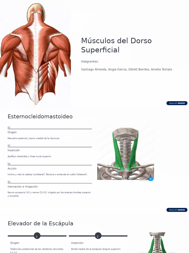 Musculos Del Dorso Superficial | PDF | Sistema musculoesquelético ...