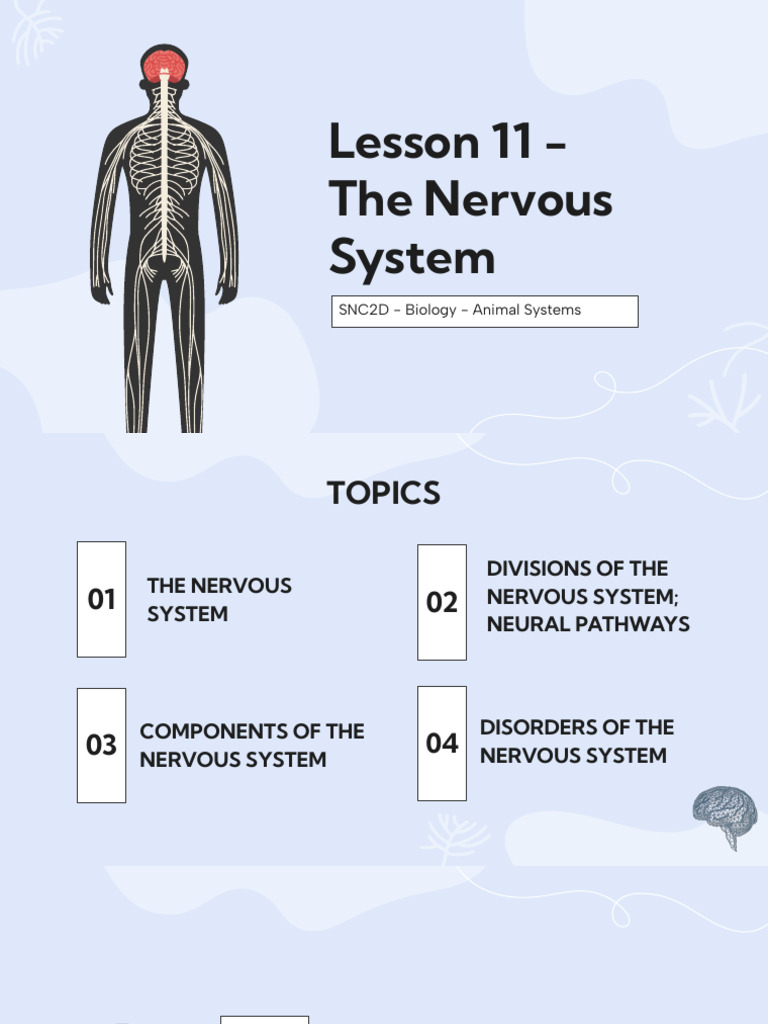 Understanding the Nervous System | PDF | Central Nervous System ...