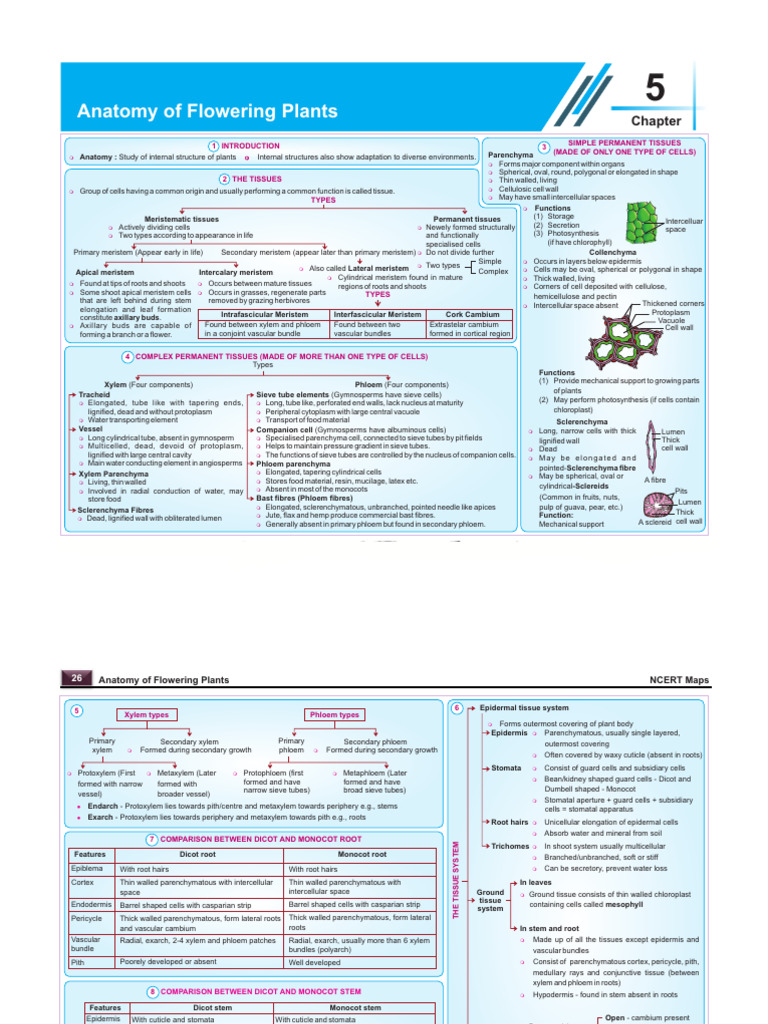 Anatomy of Flowering Plants Overview | PDF | Plant Stem | Tissue (Biology)