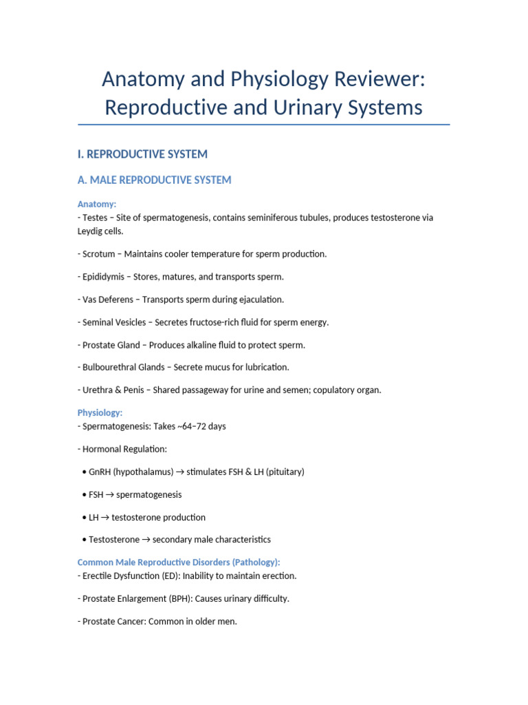 Anaphy Reviewer Reproductive Urinary System | PDF | Menstrual Cycle ...