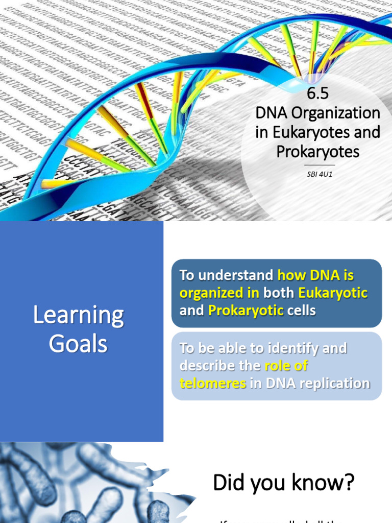 6.5 - DNA Organization in Eukaryotes and Prokaryotes | PDF