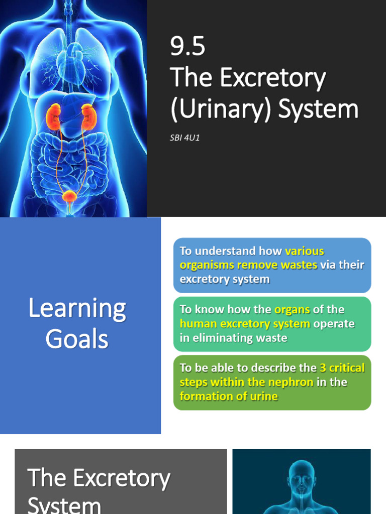 9.5 - The Excretory System | PDF | Kidney | Organ (Anatomy)