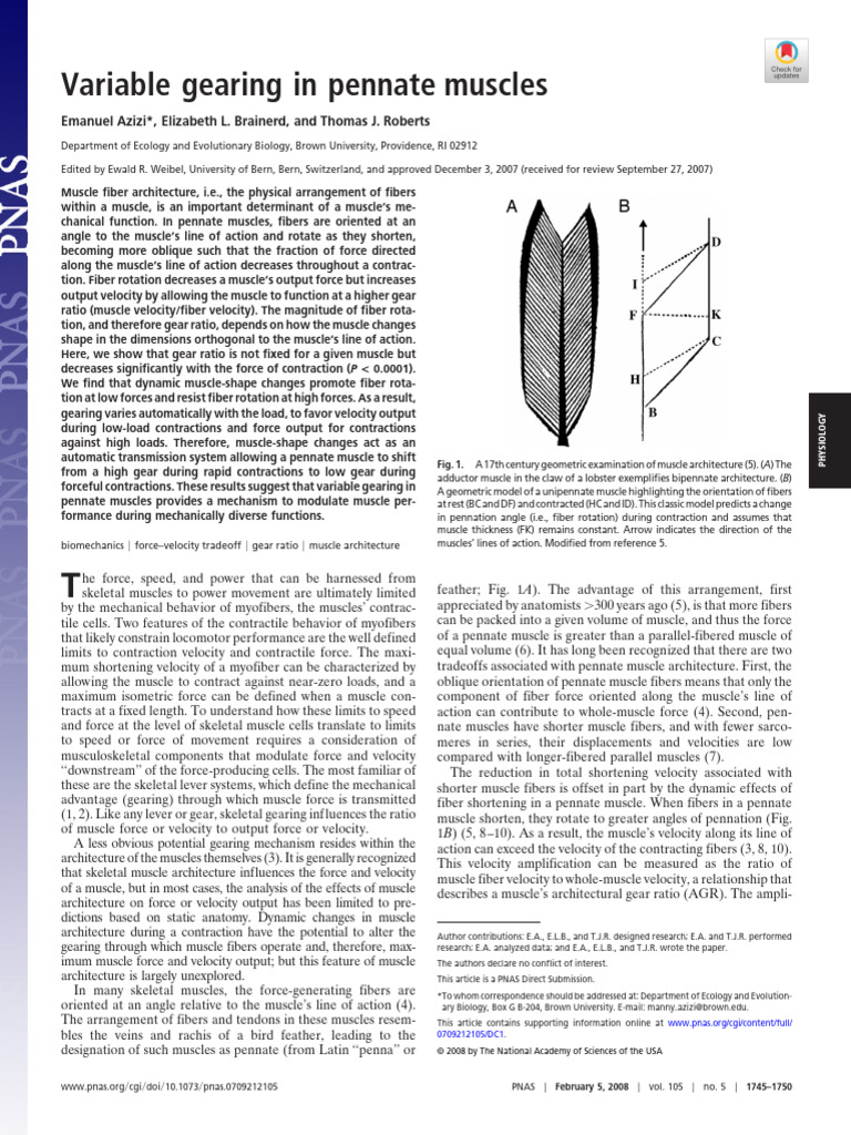 Variable Gearing in Pennate Muscles 2008 | PDF | Skeletal Muscle ...